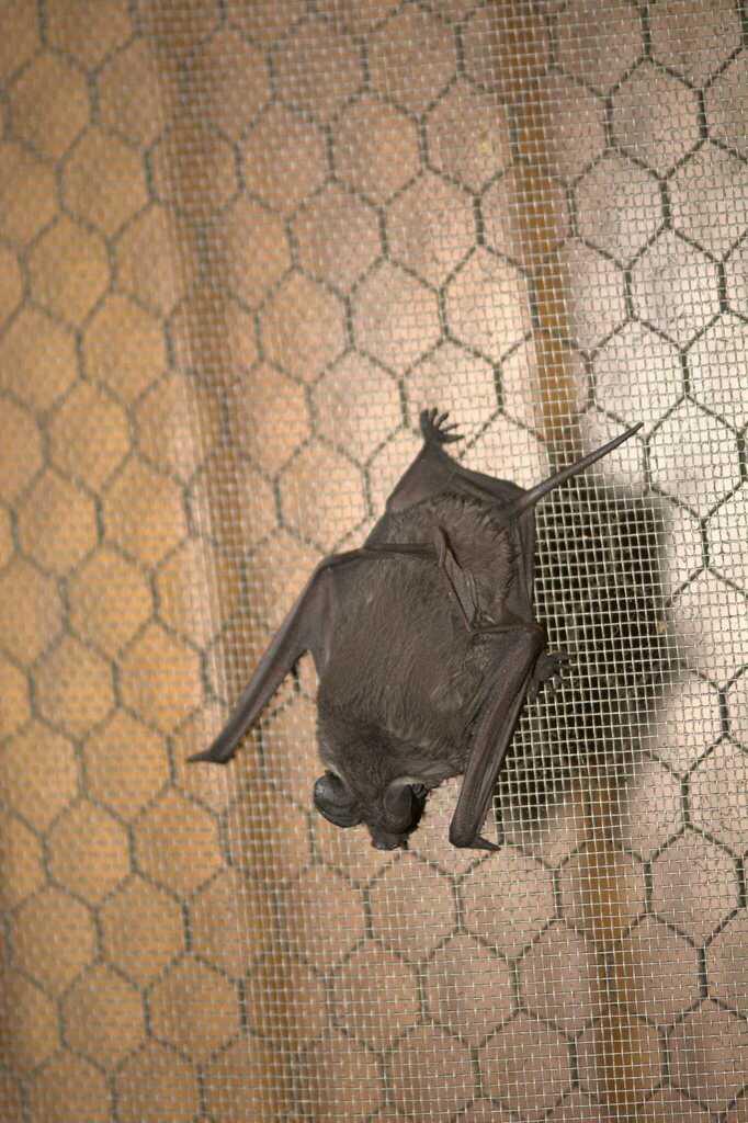 Angolan Free-tailed Bat from Mopani Rest Camp, Kruger National Park ...
