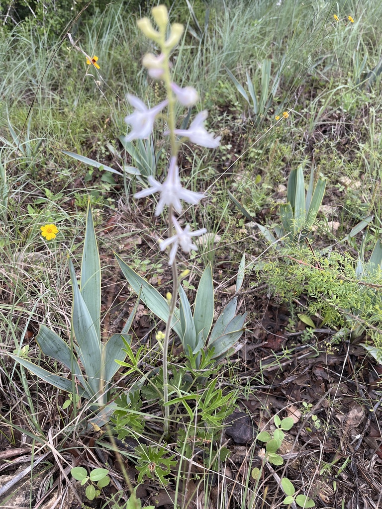 Wild Blue Larkspur from County Road 269, Comanche, TX, US on May 23 ...