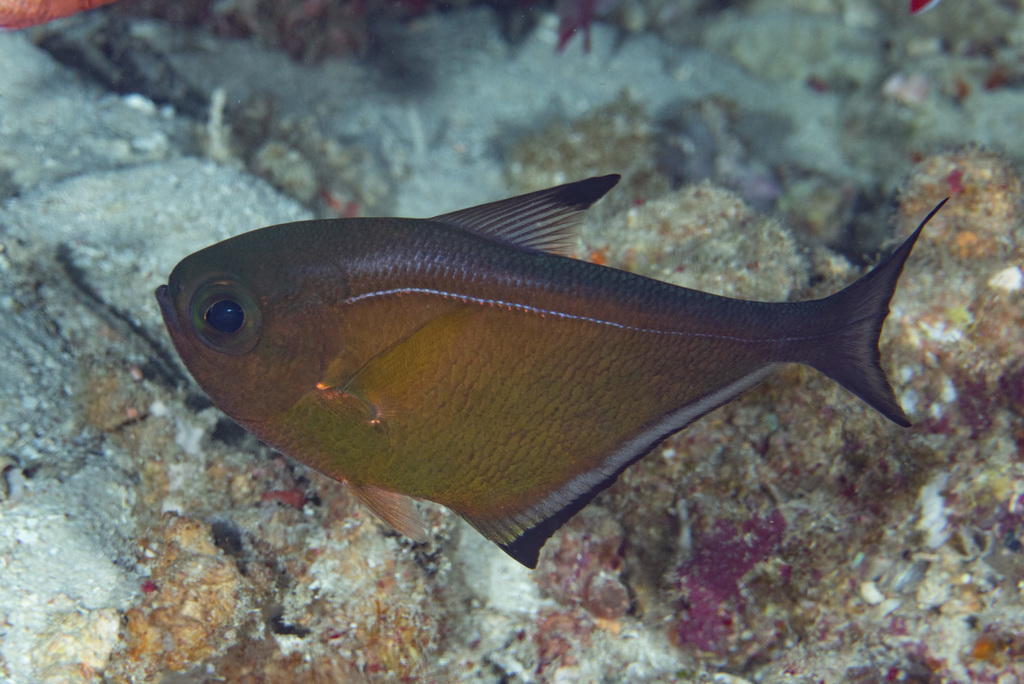 Vanikoro Sweeper (Pempheris vanicolensis) - Marine Life Identification