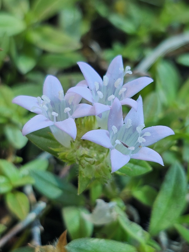 largeflower Mexican clover from Belle Glade, FL 33430, USA on May 23 ...
