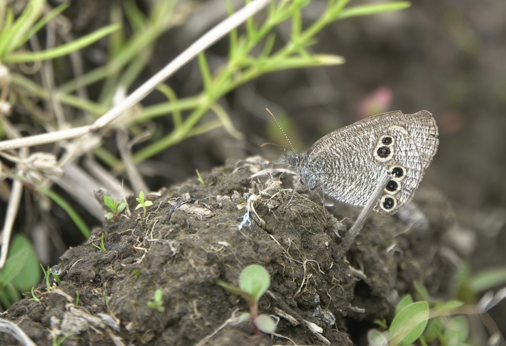 Common Fivering from Hagiwara, Gotemba, Shizuoka 412-0042, Japan on May 23, 2024 at 02:14 PM by ...