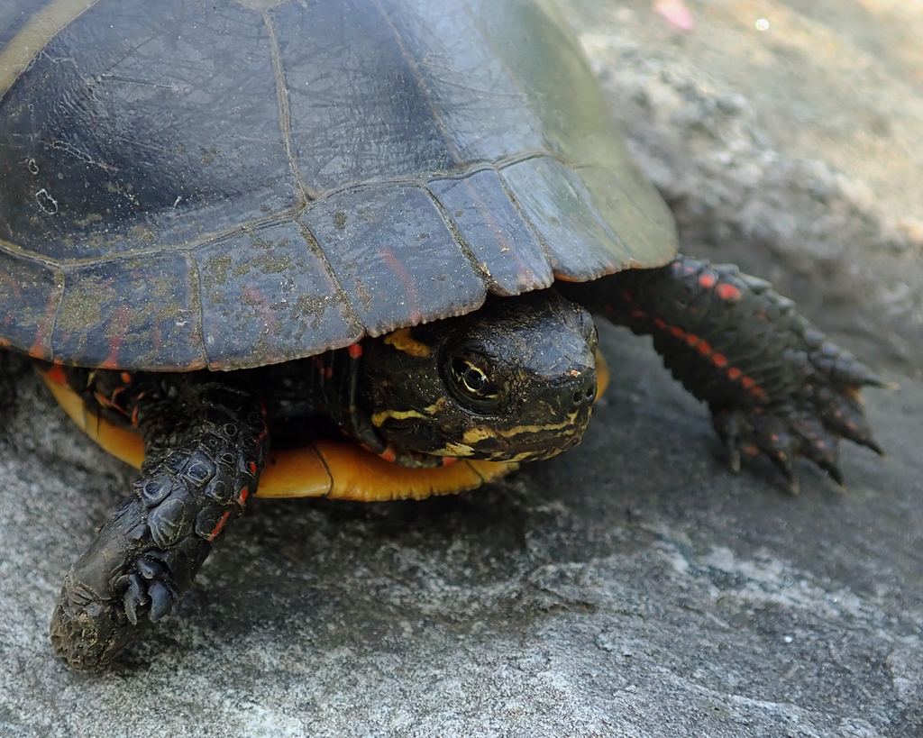 Painted Turtle from Salem, NH 03079, USA on May 23, 2024 at 08:13 AM by ...