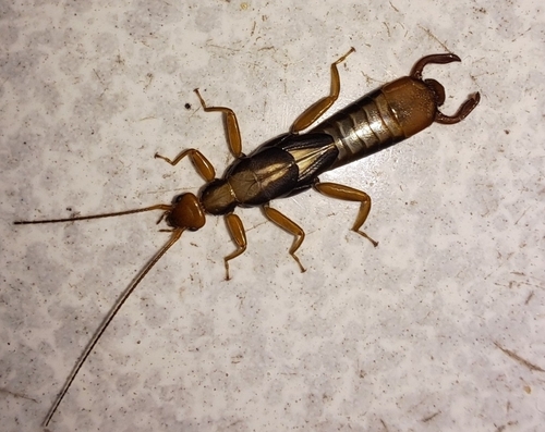 Apachyus beccarii · iNaturalist Mexico