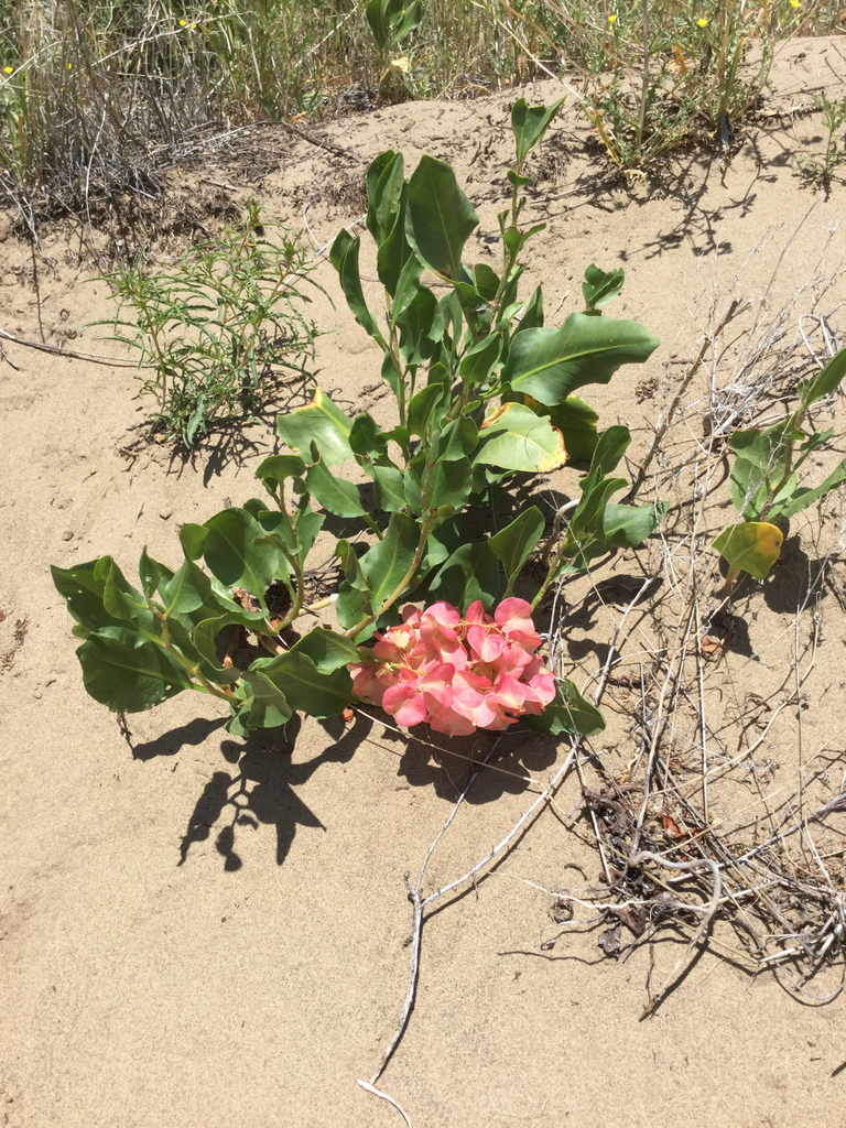 winged dock (Rumex venosus) - Botanical Realm