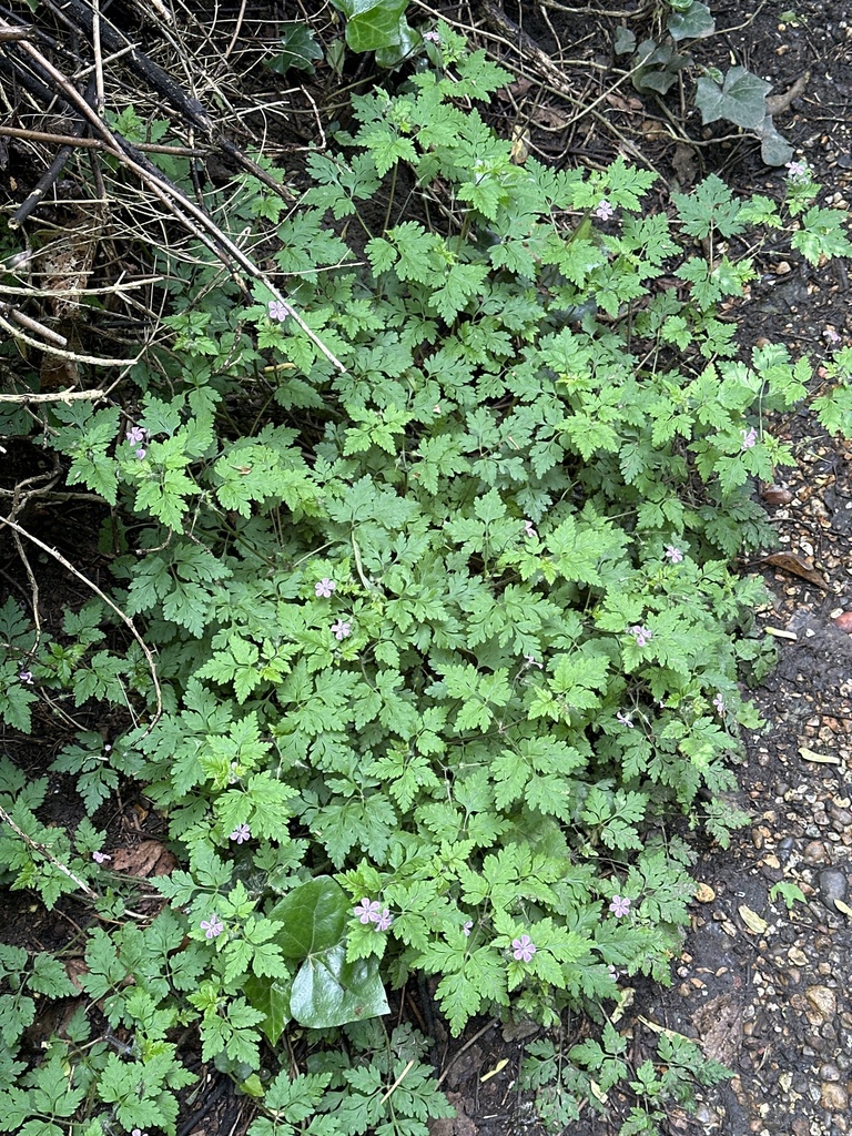Herb Robert from Hillview Road, Rayleigh, England, GB on May 23, 2024 ...