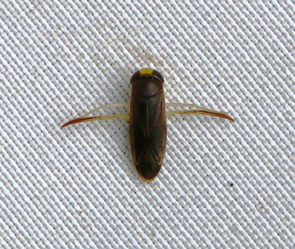 Corixini from Wayne, NJ 07470, USA on May 23, 2024 at 07:01 AM by Nils ...