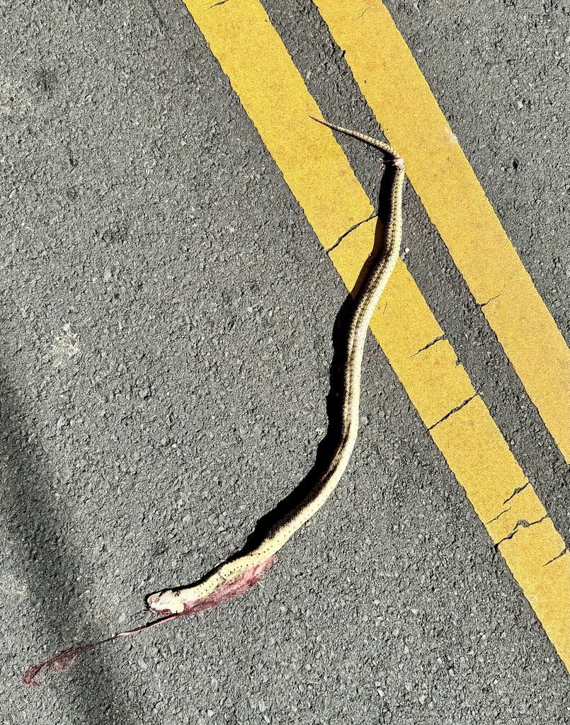 Pacific Gopher Snake from Occidental Rd, Sebastopol, CA, US on May 22 ...