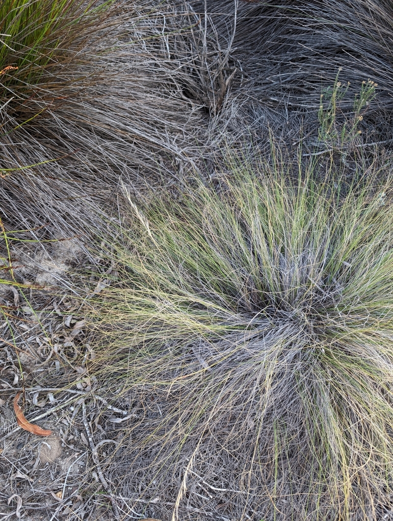 Iron Grass from Noordhoek, Cape Town, 7979, South Africa on May 23 ...