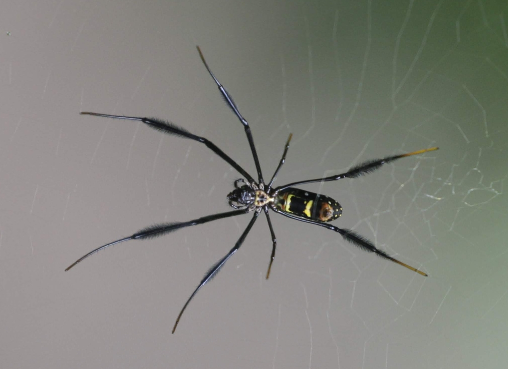 Hairy Golden Orb-weaving Spider from Cantagalo, São Tomé e Príncipe on ...