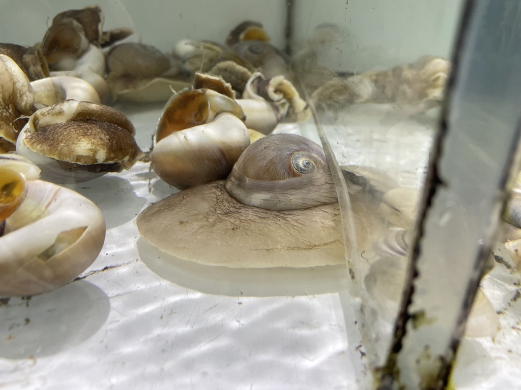 Bladder Moon Snail from zhoushan on April 2, 2023 at 08:25 PM by Alex ...
