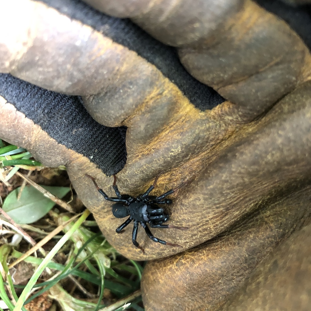 Atlantic Purseweb Spider from Ridgedale Ln SE, Conyers, GA, US on May ...