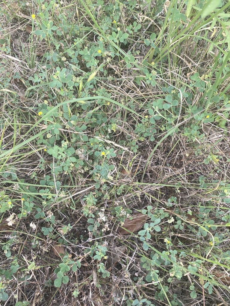 bur clover from Darden Hill Rd, Driftwood, TX, US on May 23, 2024 at 10 ...