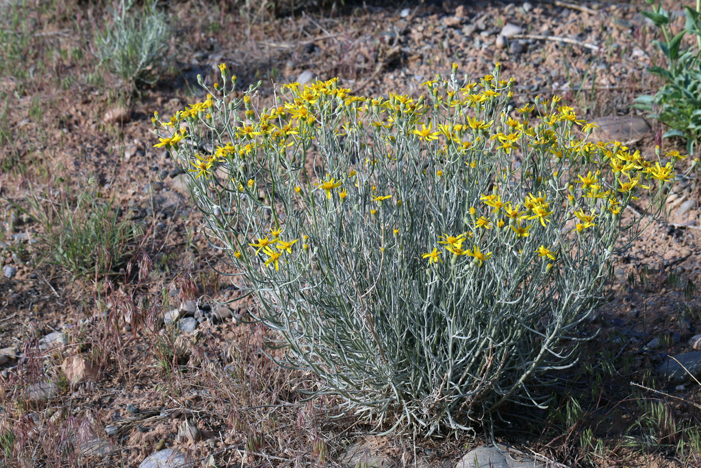 threadleaf groundsel from Montrose County, CO, USA on May 19, 2024 at ...