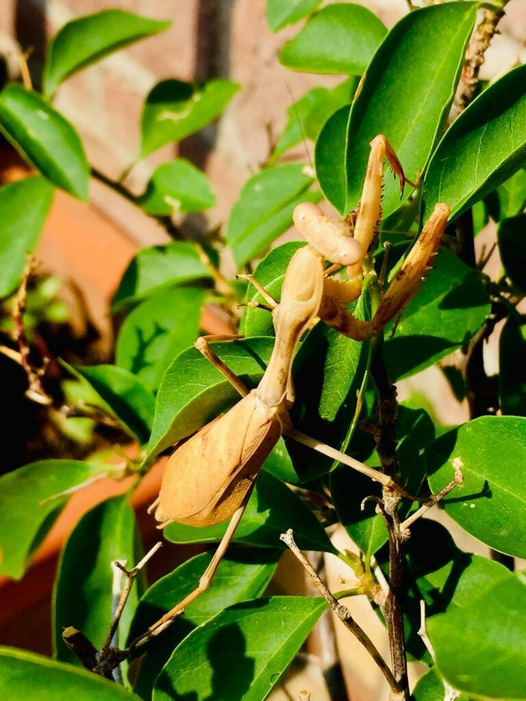 Arizona Mantis from Real Tetela, Cuernavaca, Mor., México on May 23 ...