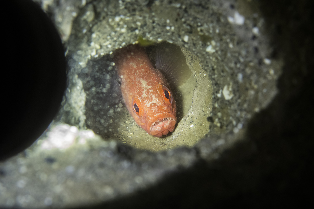 Bandfishes (Cepolidae) - Marine Life Identification