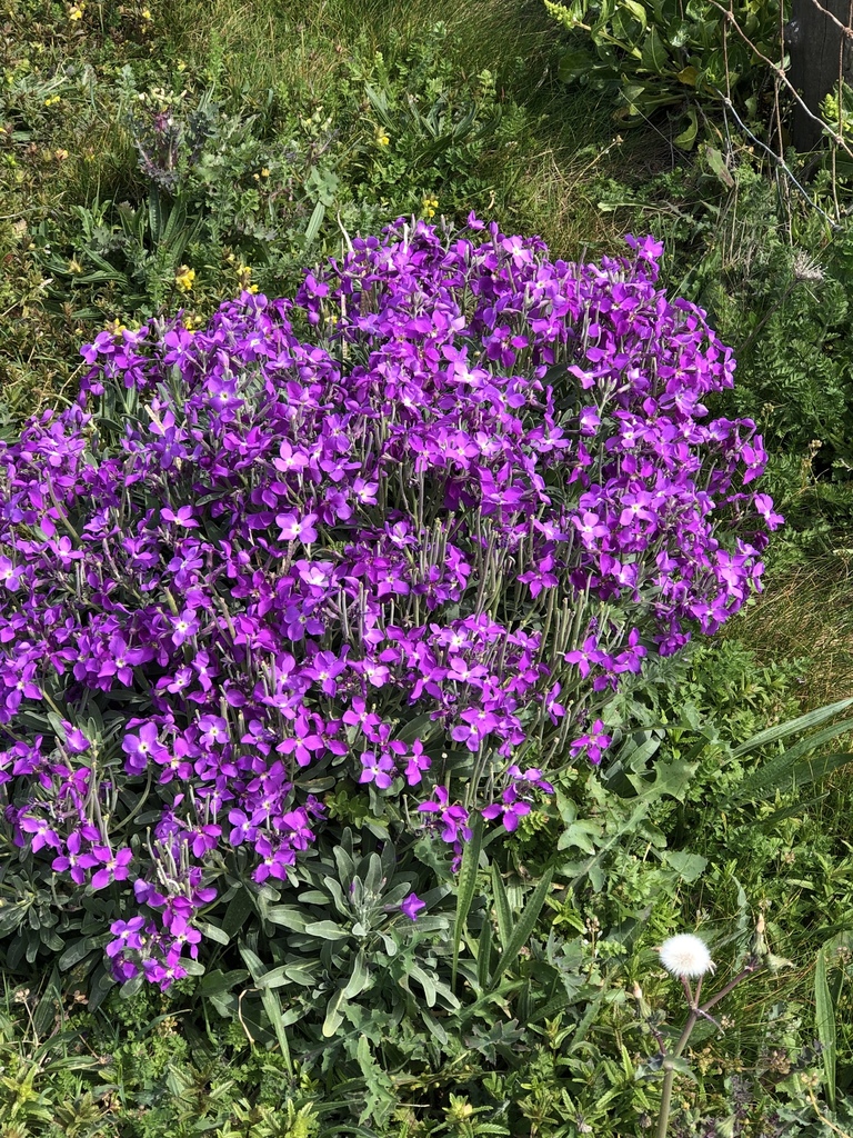 hoary stock from Military Road, Freshwater, England, GB on May 10, 2019 ...