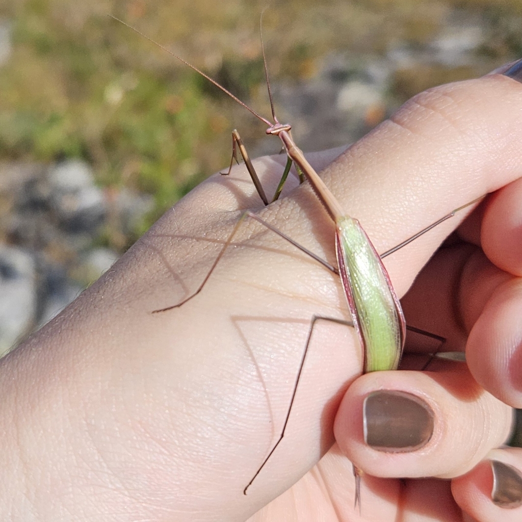 Brunner's Stick Mantises from Serra do Cipó, Santana do Riacho - MG ...