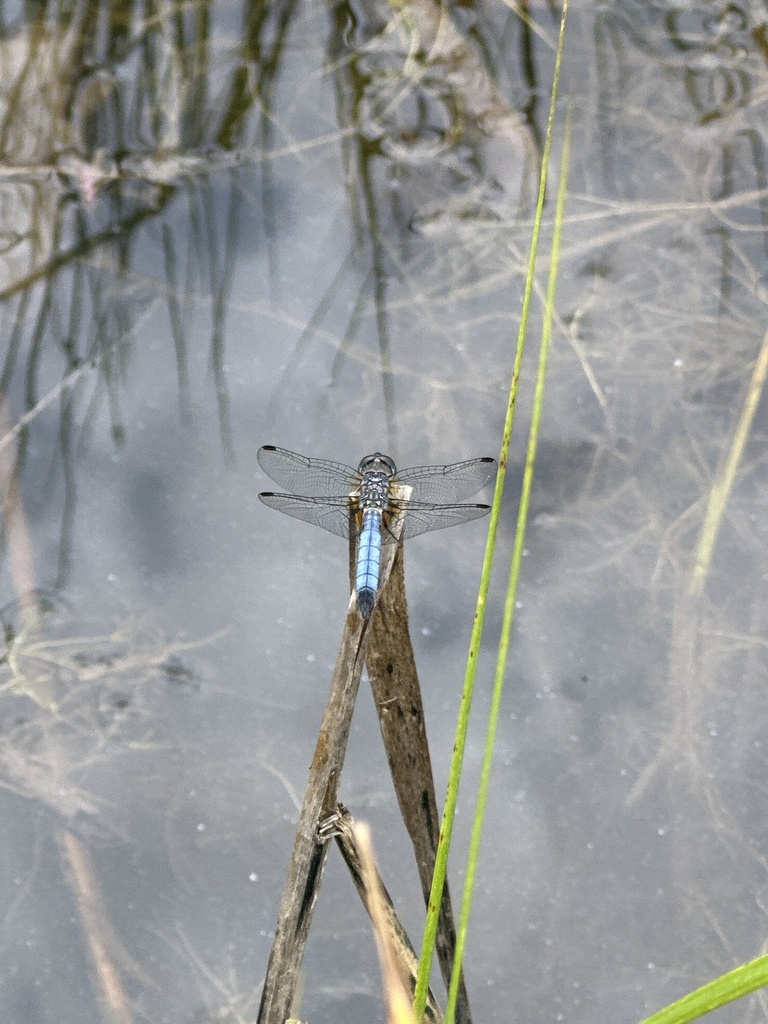 Blue Dasher from Parkers Creek Wma, Prince Frederick, MD, US on May 23 ...