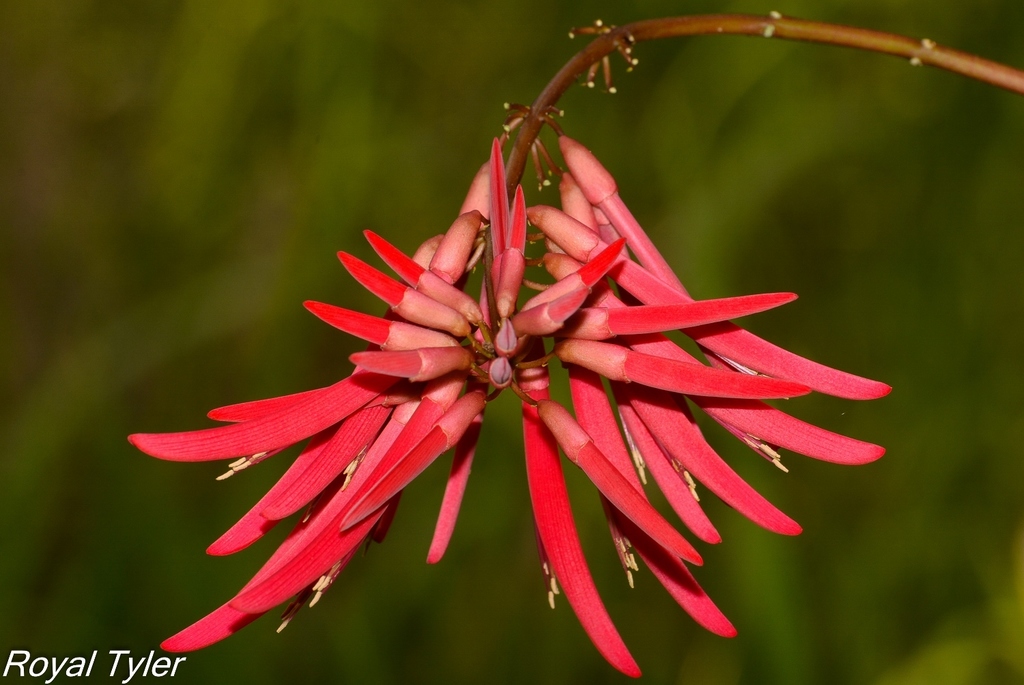 (Phaseoleae) - Botanical Realm