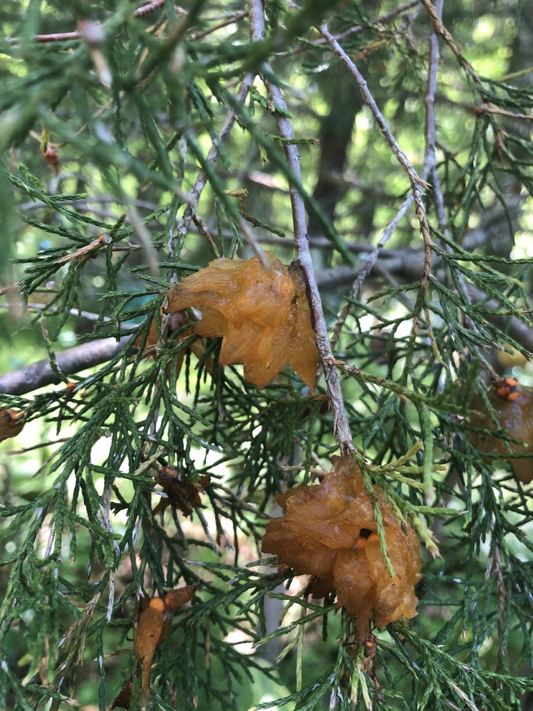 quince rust from Mora, MN, US on May 23, 2024 at 11:01 AM by Joe ...