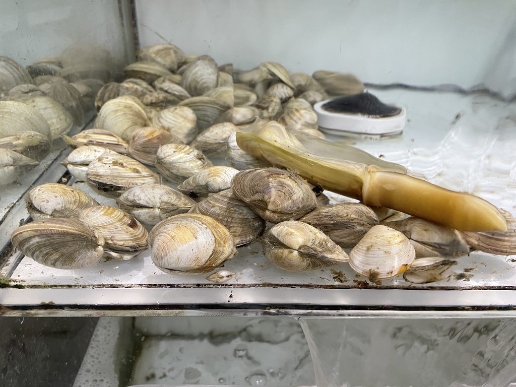 Chinese Razor Clam in April 2023 by Alex Pintsen JIN · iNaturalist