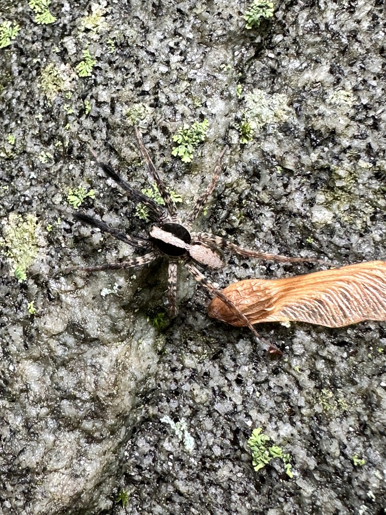 Brush-legged Split Wolf Spider from Boonton, NJ, US on May 23, 2024 at ...