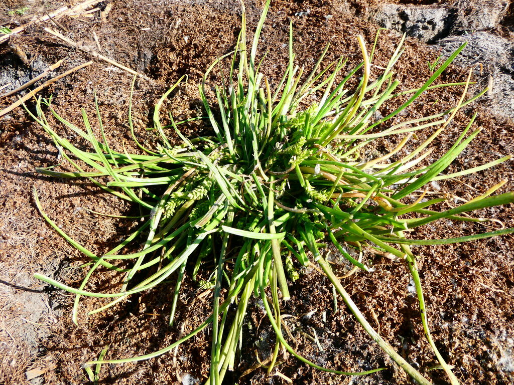 flowering-quillwort in May 2024 by justinchappelle · iNaturalist