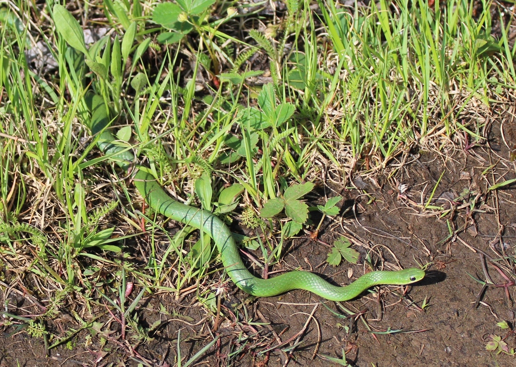 Smooth Greensnake from Bruce County, ON, Canada on May 22, 2024 at 10: ...