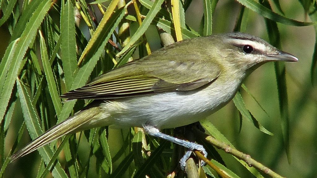 Chivi Vireo (San Simon, Baures) · iNaturalist