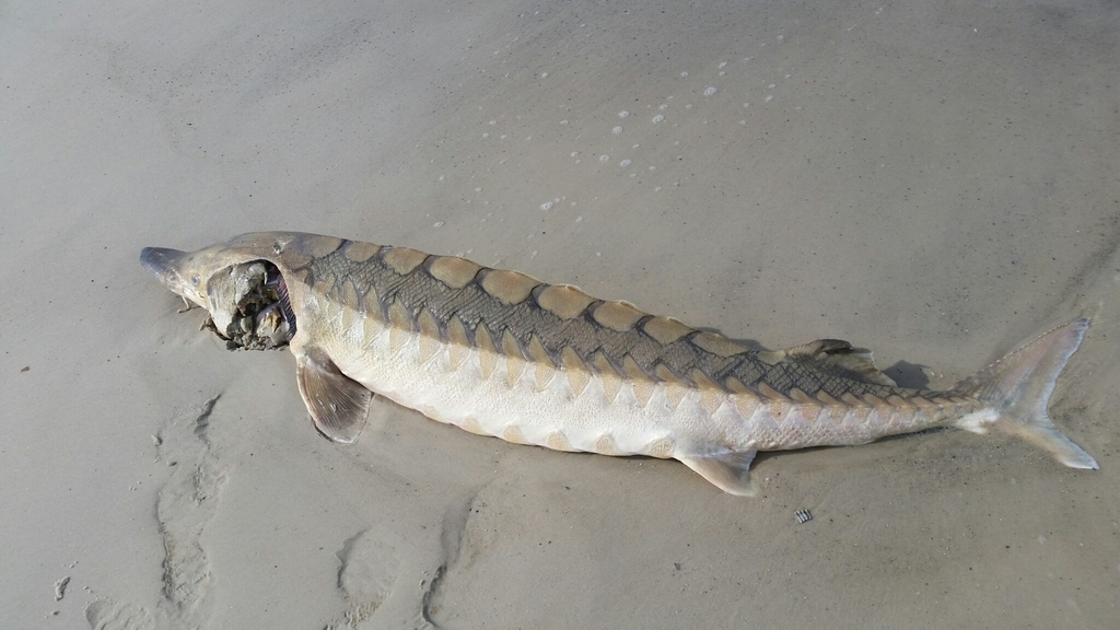 Gulf Sturgeon in May 2019 by Emily Aarsvold · iNaturalist