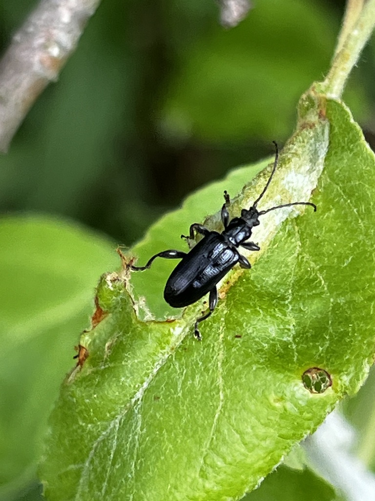 Aquatic Leaf Beetles from Harold Town Conservation Area, 2611 Old ...