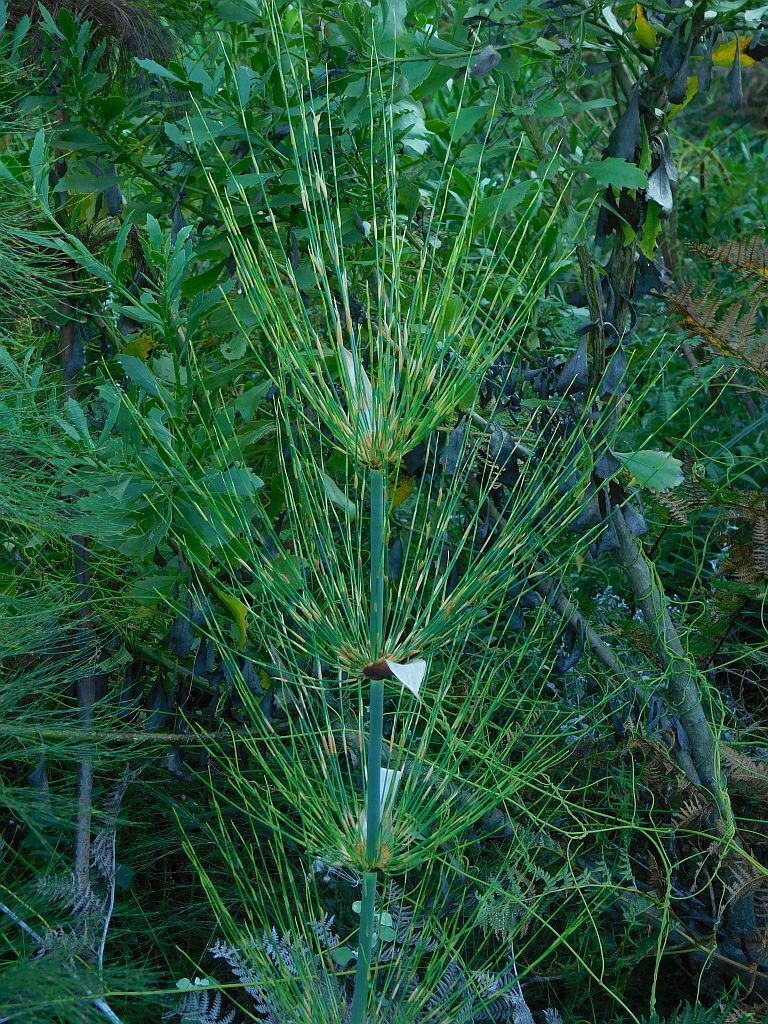 Broom reed from Platkloof Trail Greyton, 7233, South Africa on May 23 ...