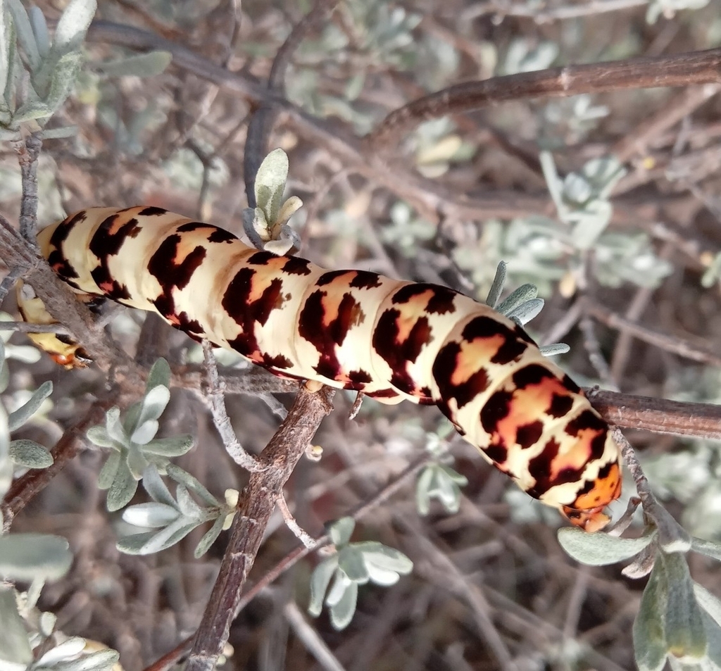 Cherry Spots from Hessequa Local Municipality, South Africa on May 20 ...