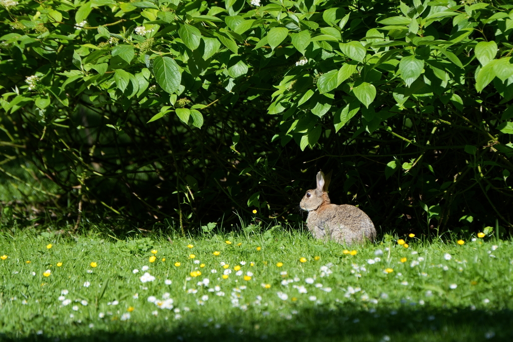 European Rabbit from Kent, UK on May 23, 2024 at 04:33 PM by Happy Bird ...