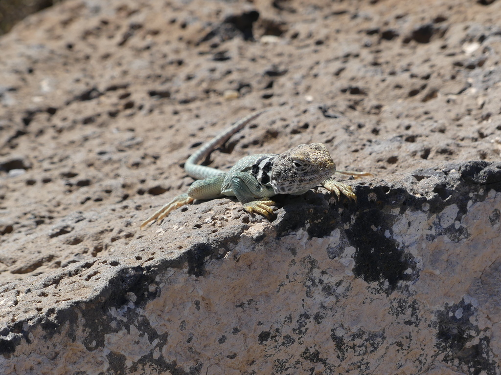 Eastern Collared Lizard from Rio Grande del Norte National Monument ...