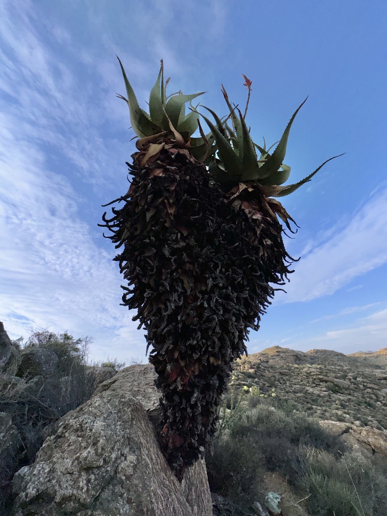 Khamiesberg aloe from Melkboschkuil, Springbok, NC, ZA on May 23, 2024 ...