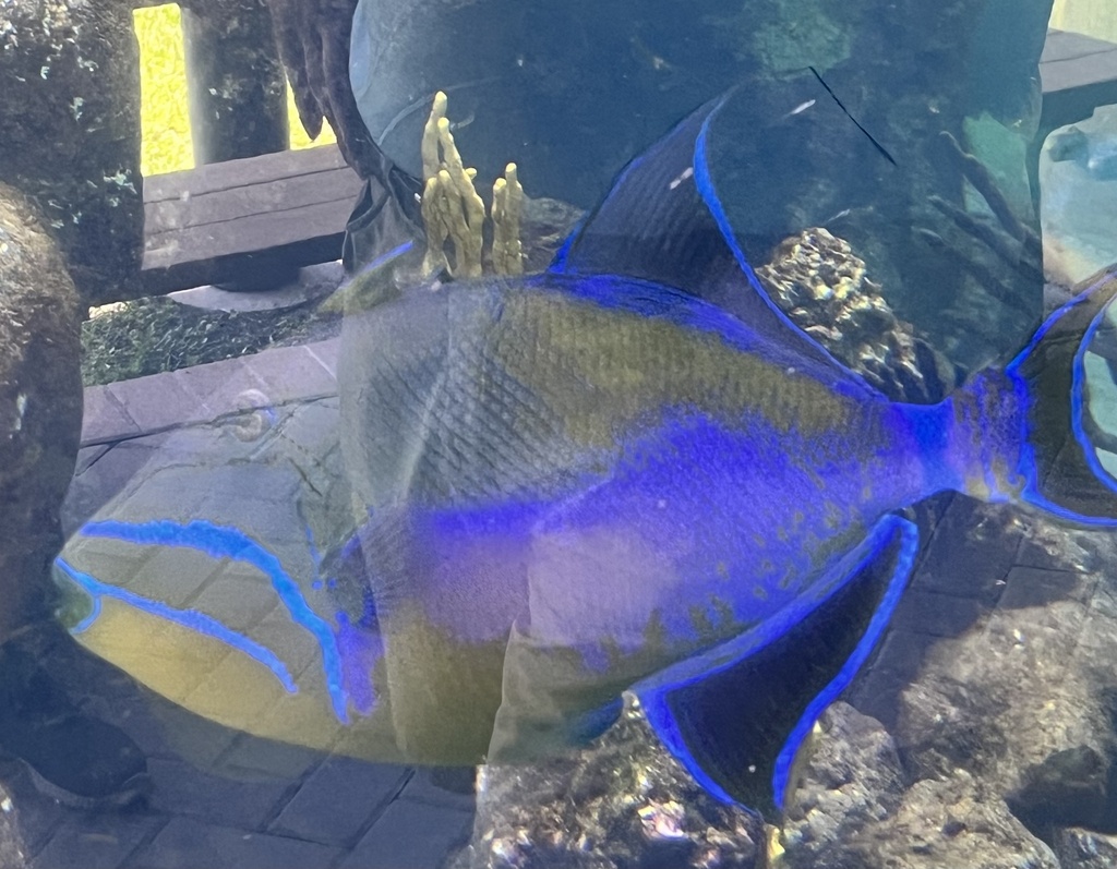 Queen Triggerfish in May 2024 by Jacob Riggs · iNaturalist