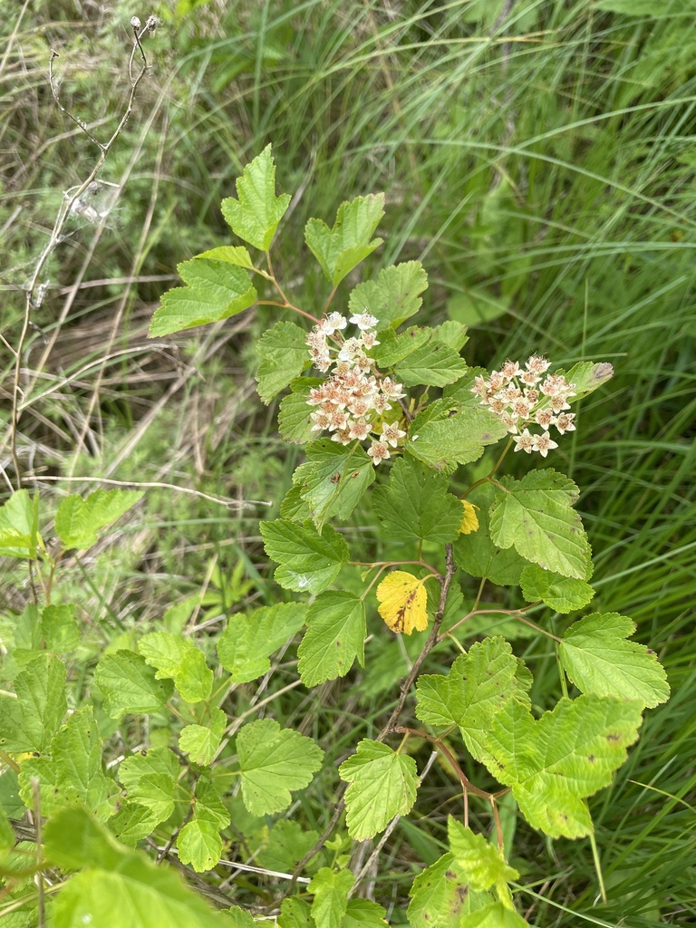 common ninebark from Urbana, OH, US on May 23, 2024 at 02:06 PM by ...