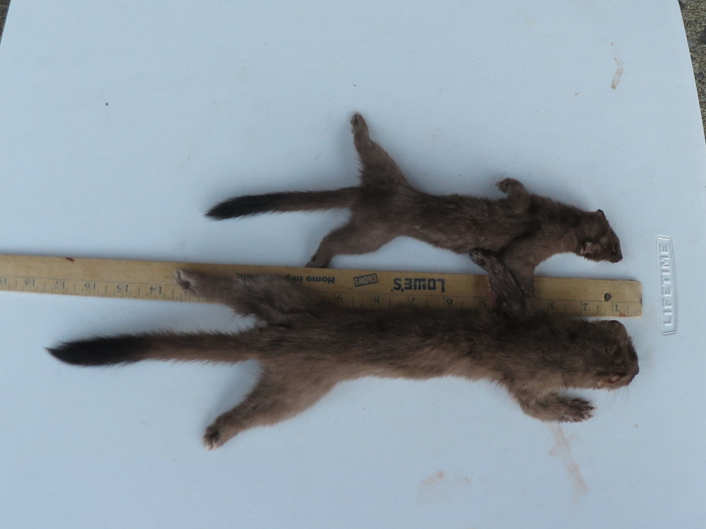 New York Long-tailed Weasel (Neogale frenata noveboracensis) - Know ...