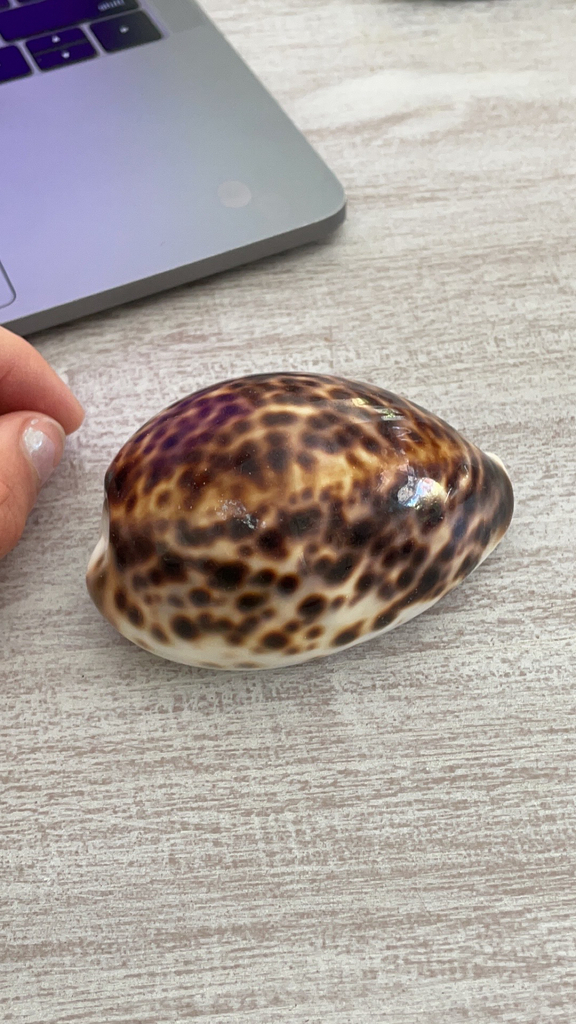 Tiger Cowry from Vero Beach on May 23, 2024 at 02:32 PM by sofiaolliges ...