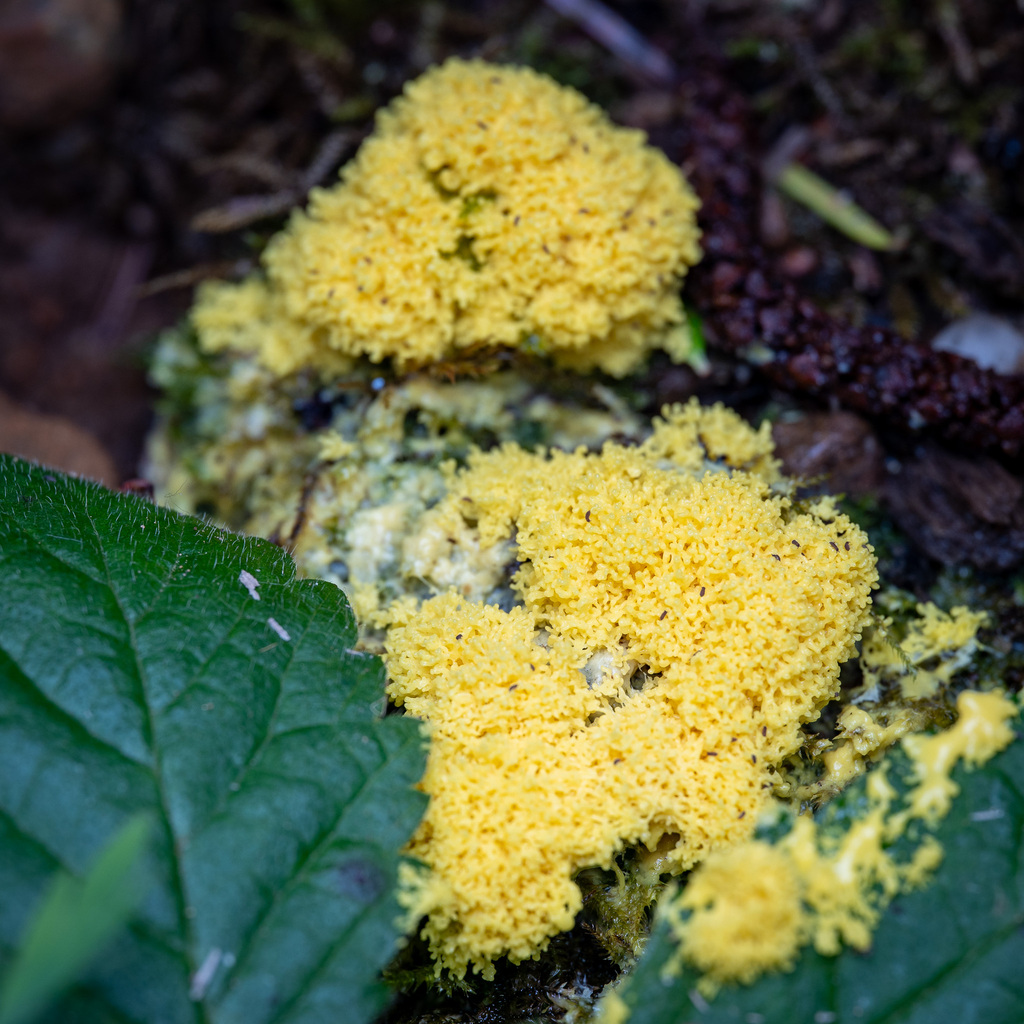Fuligo in May 2024 by Claus Giloi · iNaturalist