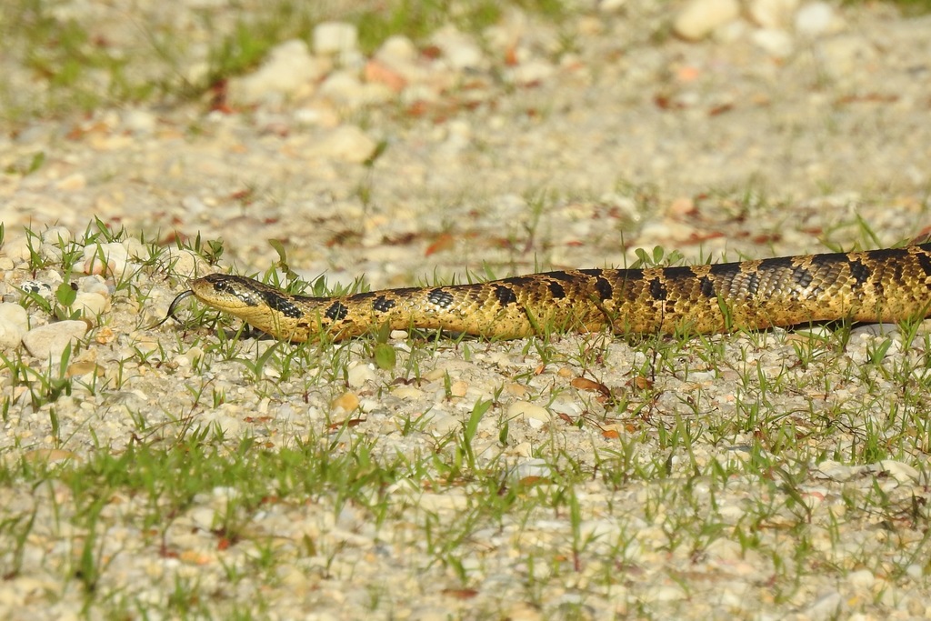 Eastern Hognose Snake from Kent County, DE, USA on May 10, 2019 at 05: ...