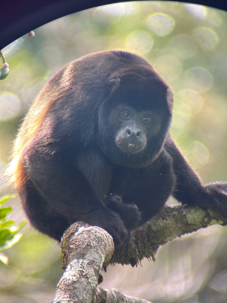 Mantled Howler Monkey from Big Tree Trail, Mount Totumas Reserve, Nueva ...