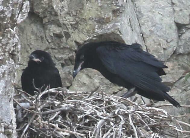 Common Raven from Avalon, CA 90704, USA on May 22, 2024 at 09:21 AM by ...