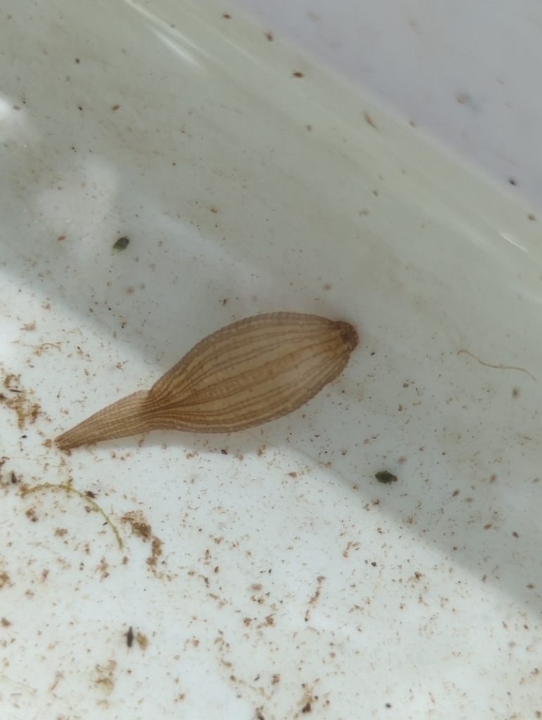 Helobdella robusta from Platford-Springfield II, NE, USA on May 23 ...