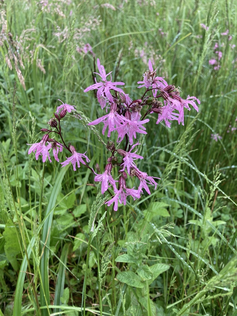 ragged-robin from Igel, Rheinland-Pfalz, DE on May 15, 2024 at 11:53 AM ...