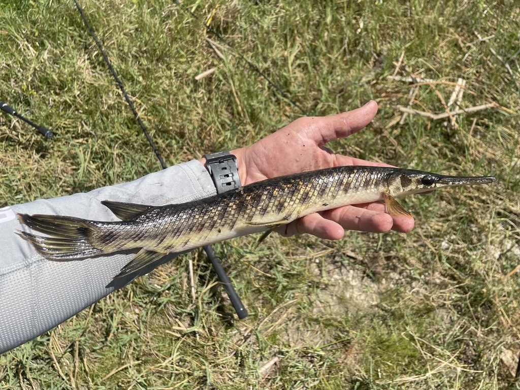Florida Gar from SW Eighth St, Homestead, FL, US on May 23, 2024 at 03: ...