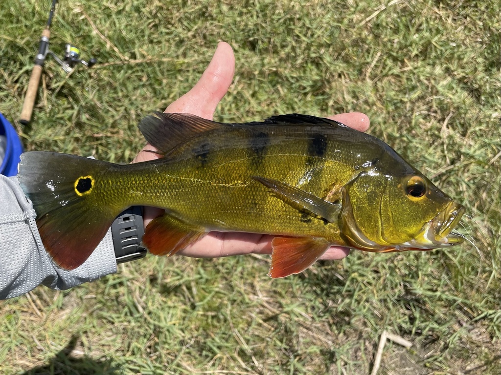 Butterfly Peacock Bass (Cichla ocellaris) - Marine Life Identification