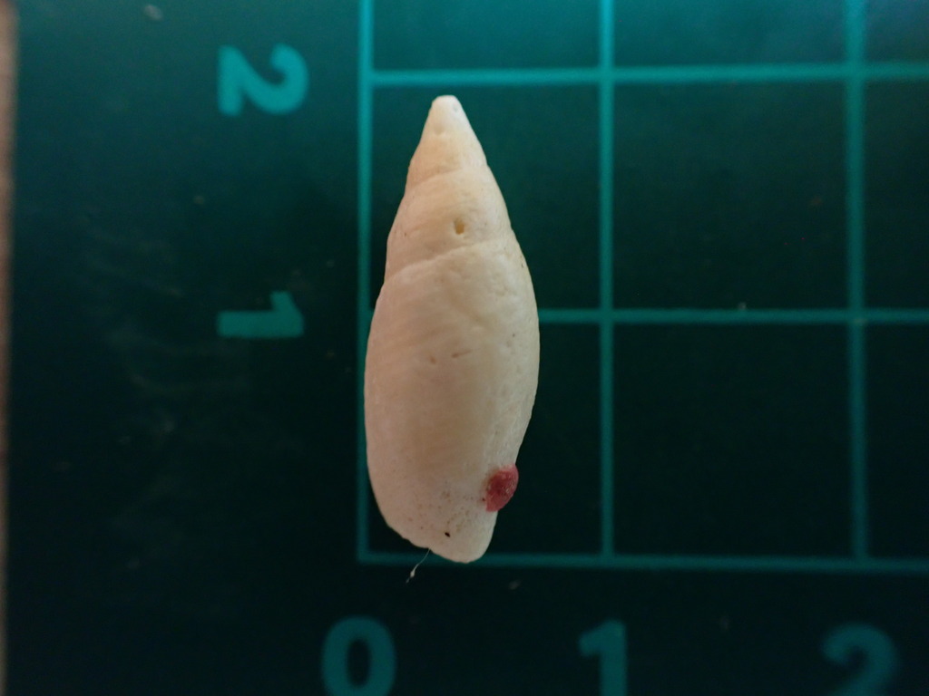 Mitre Snails from Quintana Roo, MX on May 23, 2024 at 03:16 PM by ...