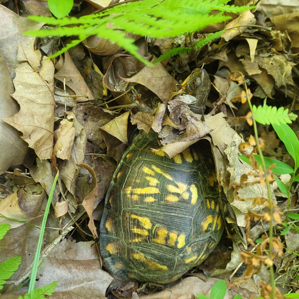 Eastern Box Turtle in May 2024 by Danica · iNaturalist